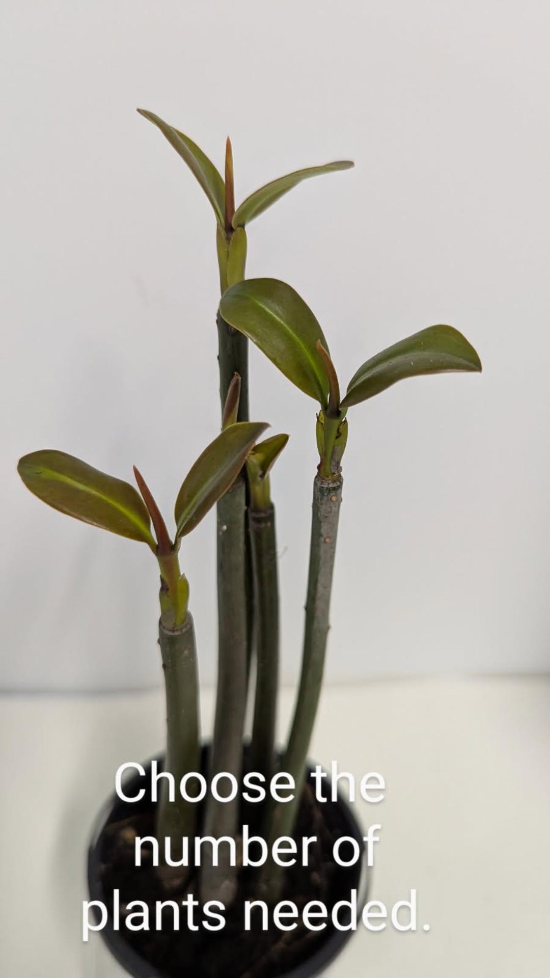 Custom Aquarium Mangrove Plant: Organic, Extra Tall (12-18 Inches) - Etsy