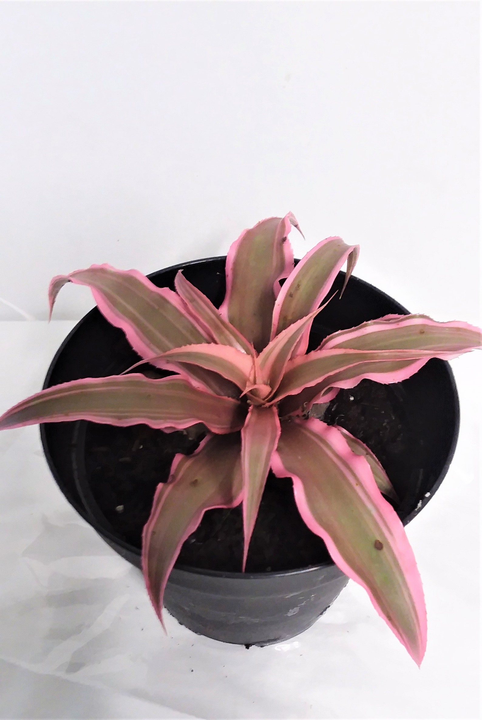 Pink Star Bromeliad Plant Cryptanthus bivittatus in a Four | Etsy