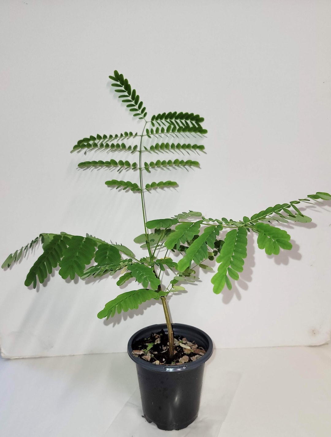 Shade Tree Rooted Cuttings: Fiddle Leaf, Poinciana, Mahogany - Etsy