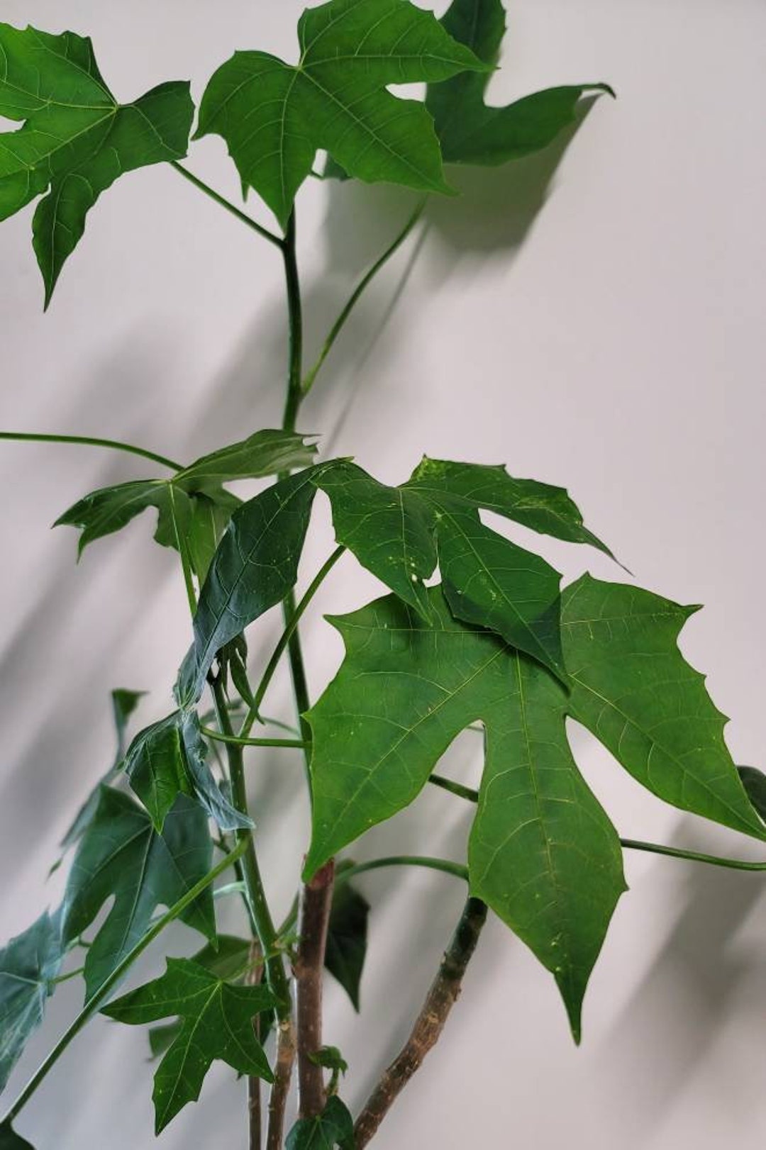 Spinach Tree Chaya Plant Cuttings. Two Unrooted Cuttings Well Over 12 ...