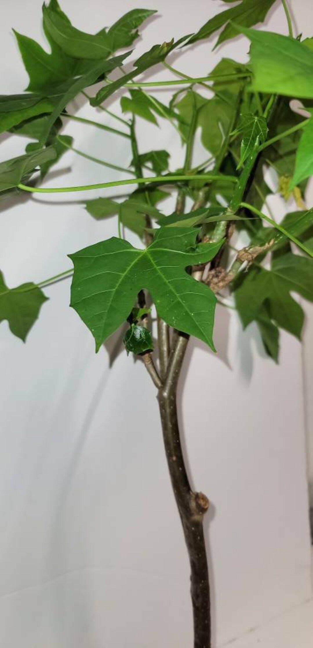 A Mature Chaya Plant Ready for the Garden. Sorry We Cannot Ship to ...