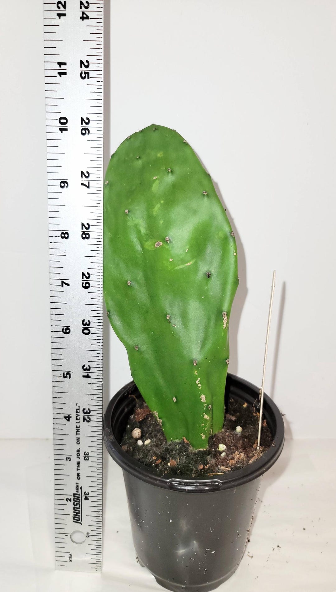 A 6 Inch Rooted Nopal Plant in a Four Inch Pot. - Etsy