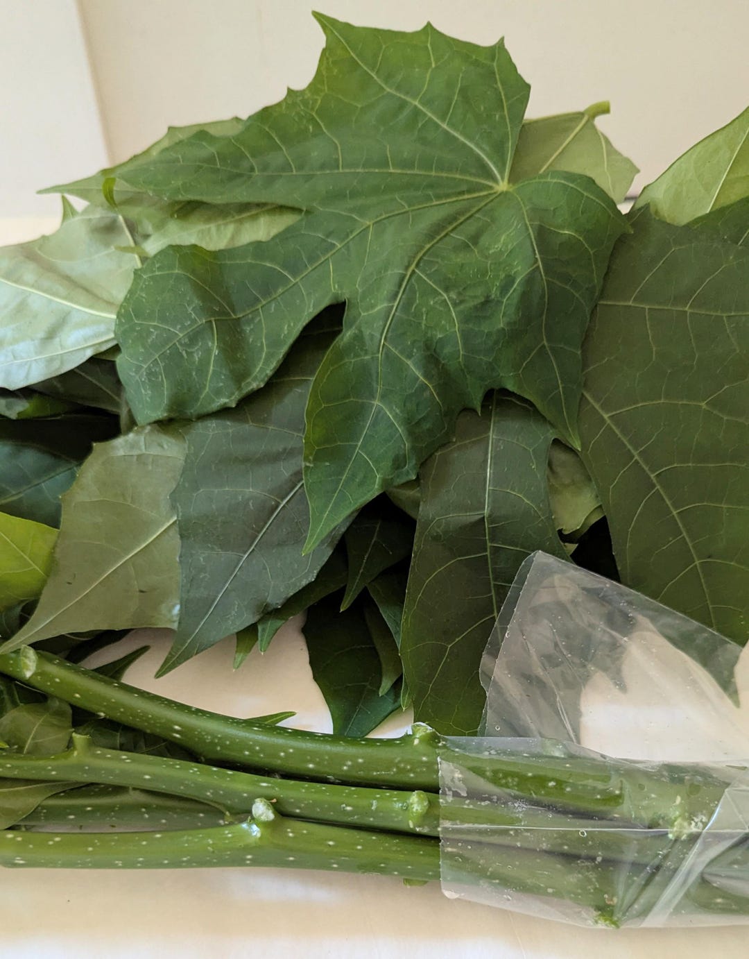 A Set of Chaya Spinach Plant Cuttings With 4oz Fresh Leaves and ...
