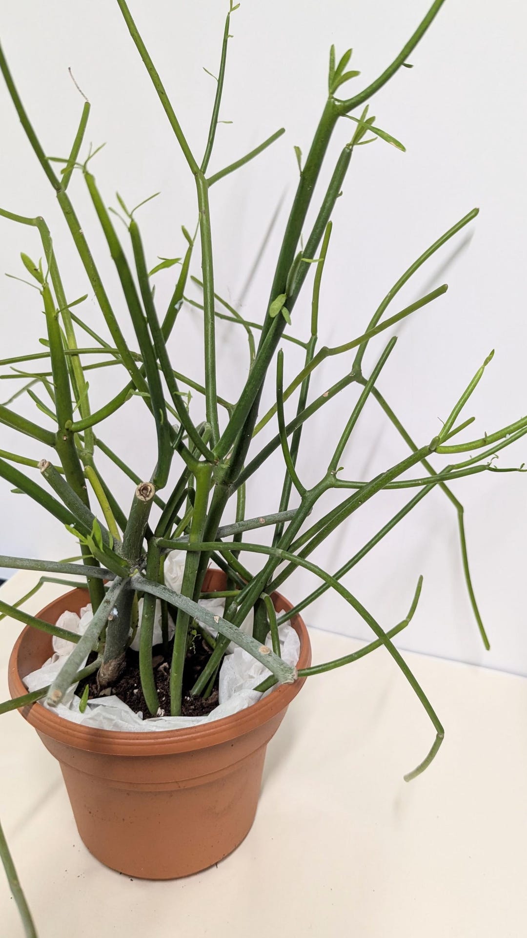 A Bunch of Stick Plants(pencil Cactus Euphorbia Tirucalli) in a Six ...