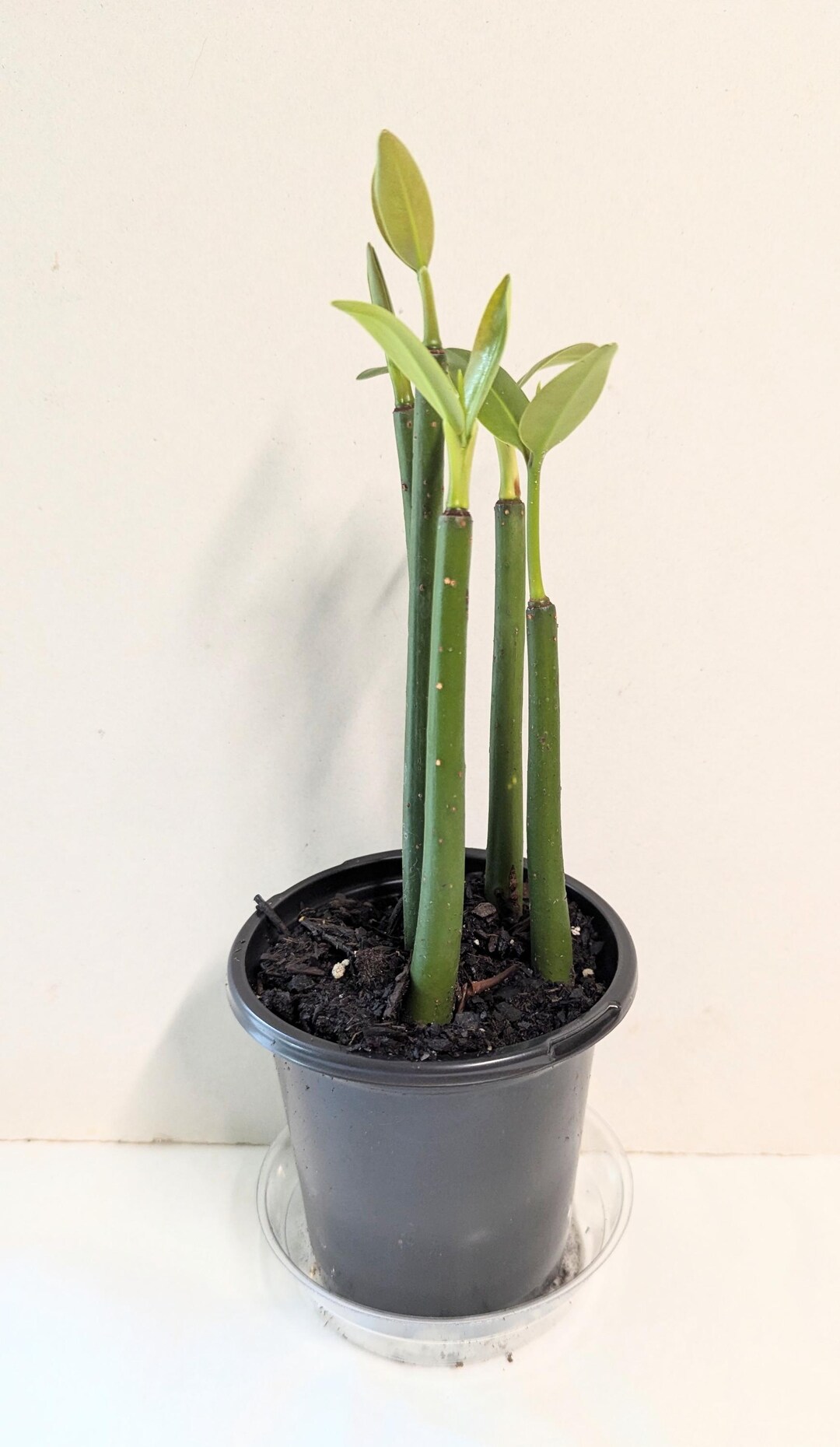 Organic Mangrove Aquarium Plants: Set of 5, 4-inch Pot. No CA Shipping ...