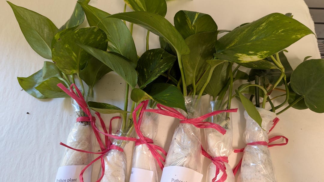 A Rooted Pothos Cutting With Plant Food and Useful Care Guide. - Etsy