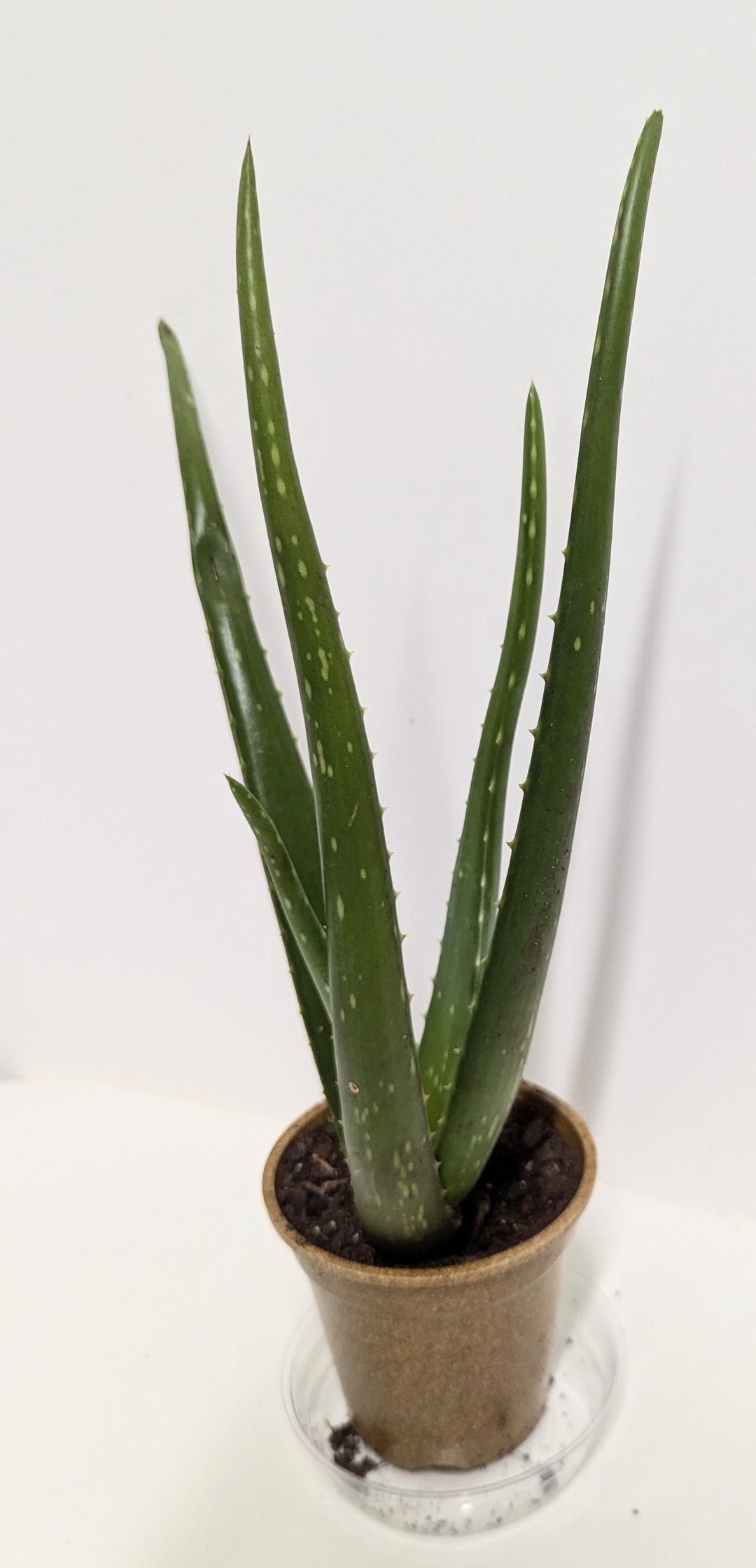 A Florida Aloe Vera Plant in a Four Inch Pot With Emeritus Gardens ...
