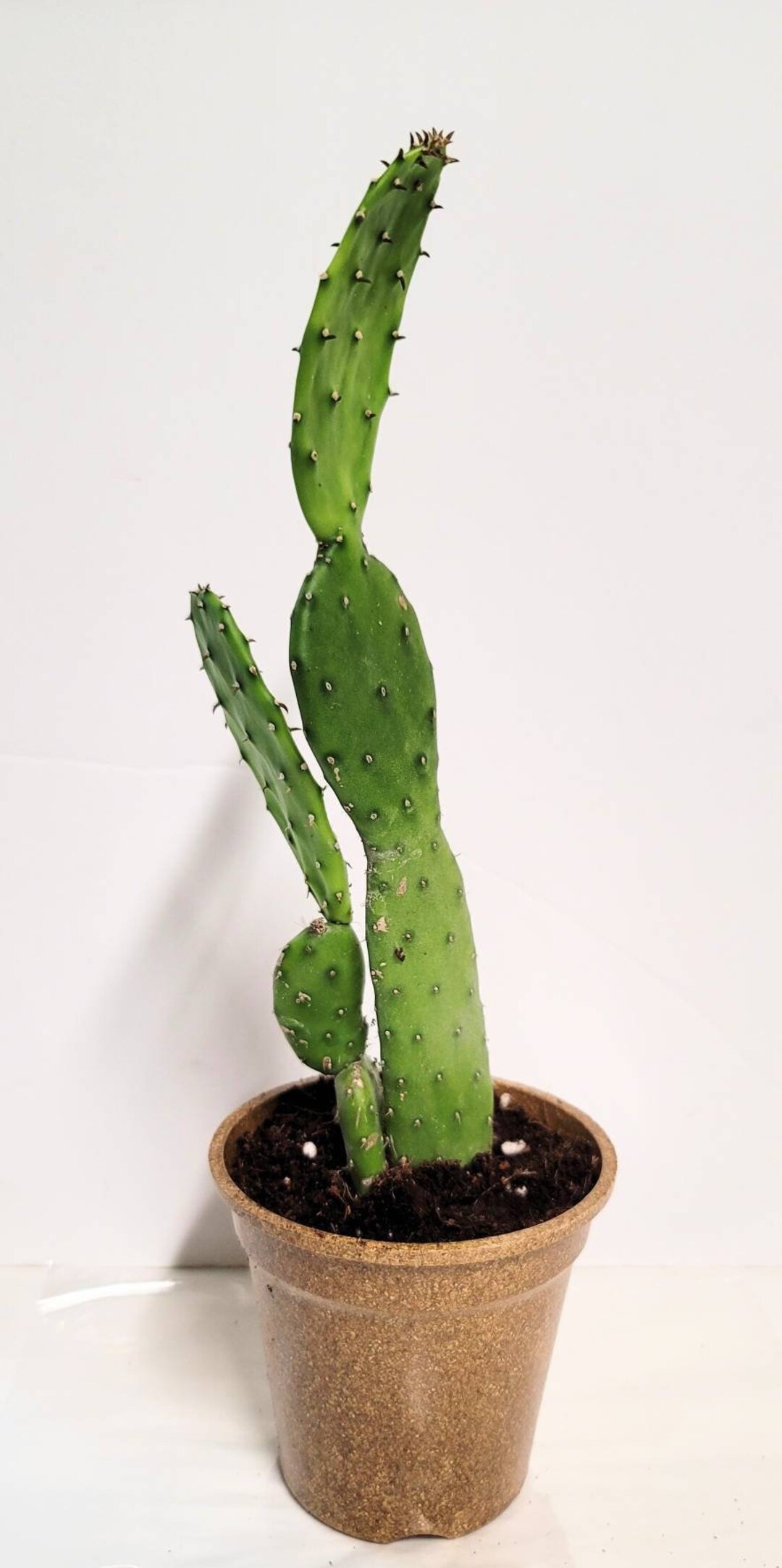 A Tall Nopal Plant With Good Deep Roots in a Four Inch Pot - Etsy