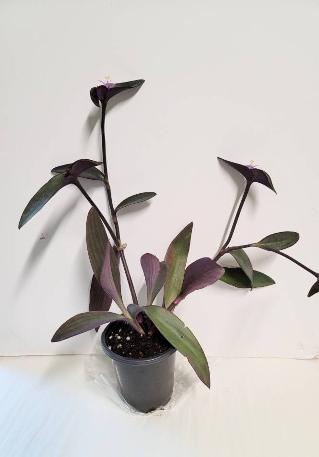 A Flowering Purple Setcreasea Pallida Tradescantia Plant in a Four Inch ...