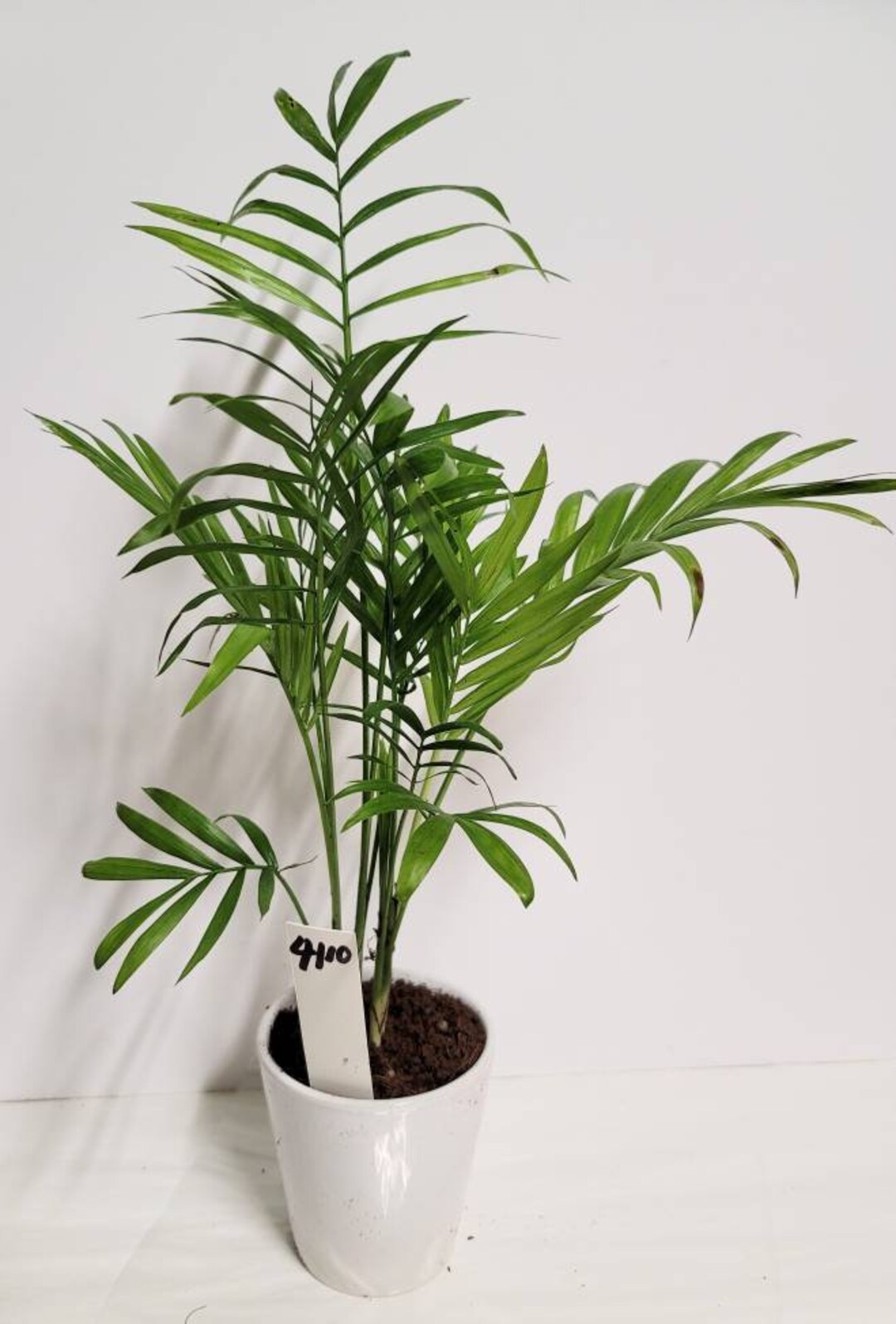 Parlor Palm Neanthe Bella in 4" Pot With Plant Food . - Etsy