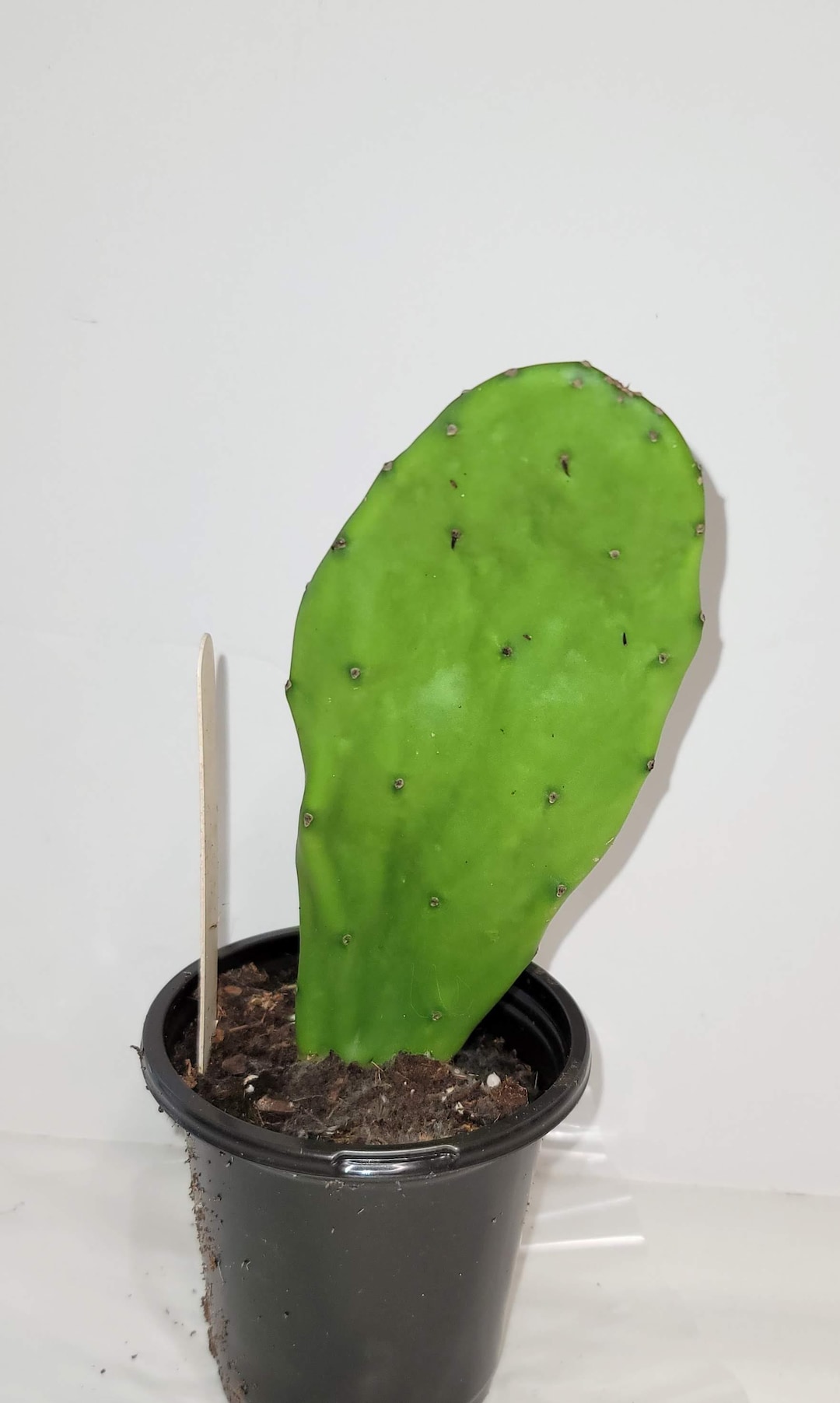 A 6 Inch Tall Rooted Nopal Plant in a Four Inch Pot. - Etsy