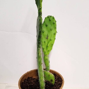 A Tall Nopal Plant With Good Deep Roots in a Four Inch Pot With Plant ...