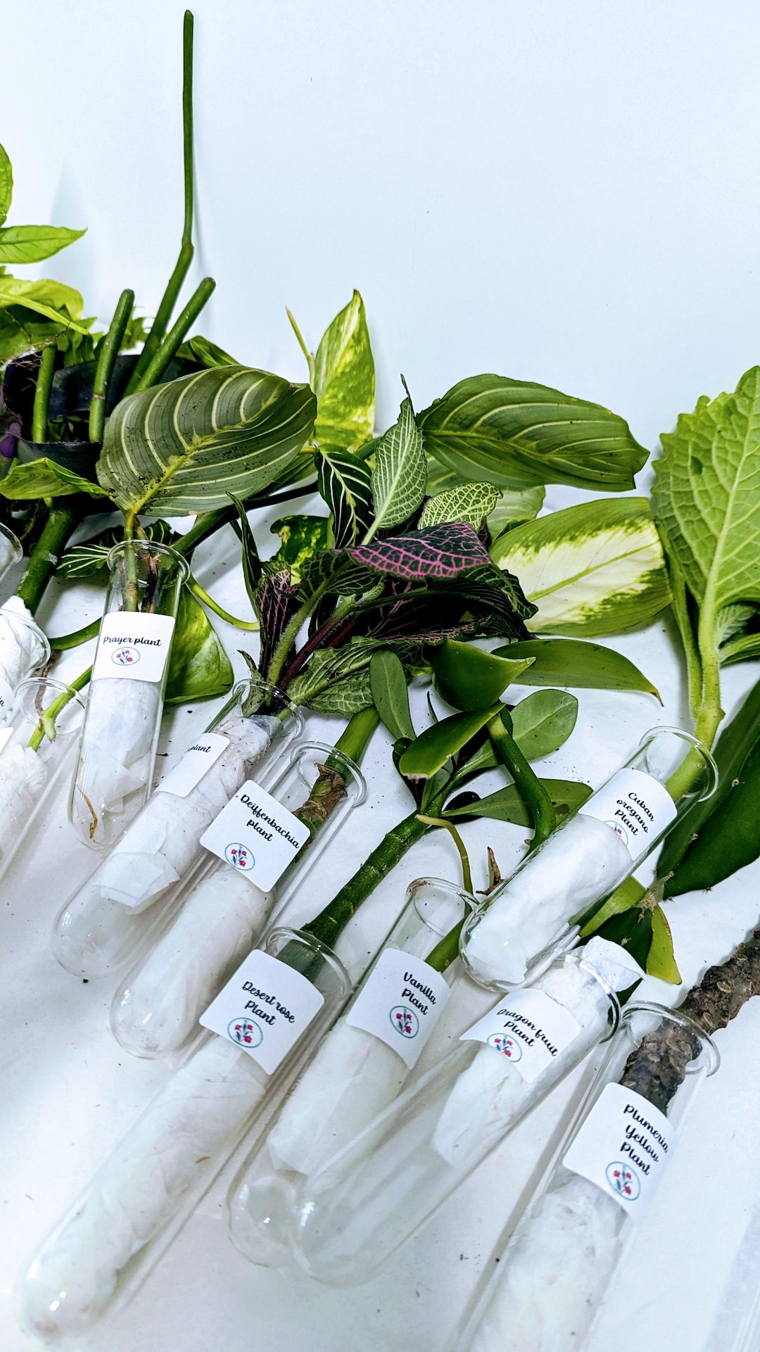 Organic Rooted Plant Cuttings: Ship Carefully Wrapped With Cuttings ...
