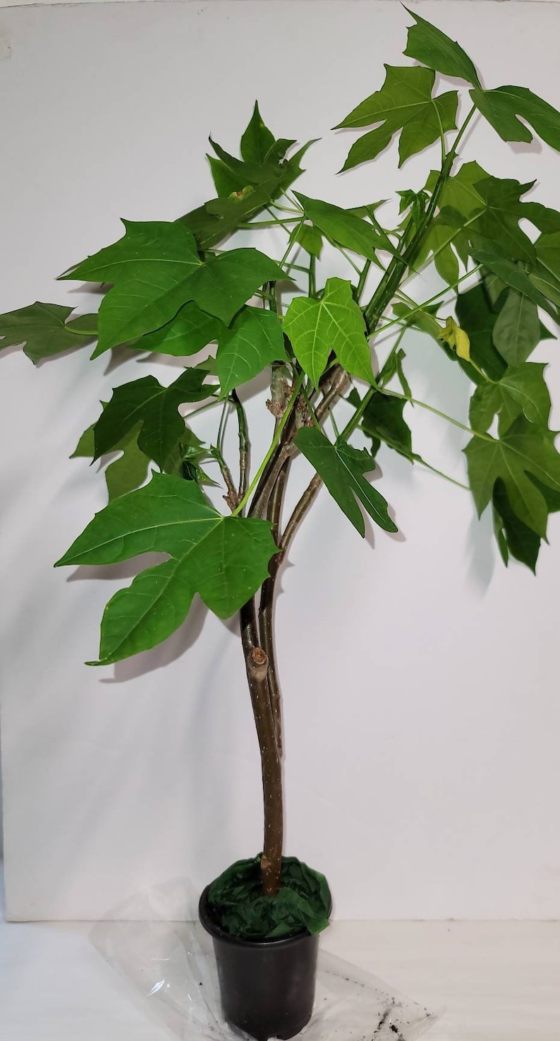 A Mature Chaya Plant Ready for the Garden. Sorry We Cannot Ship to ...