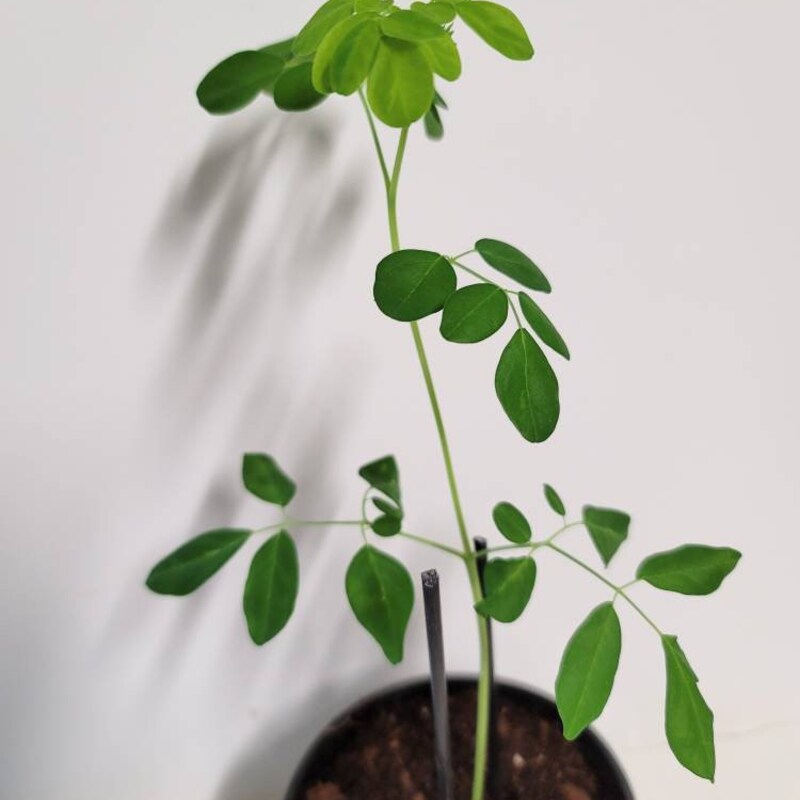 Moringa - Etsy