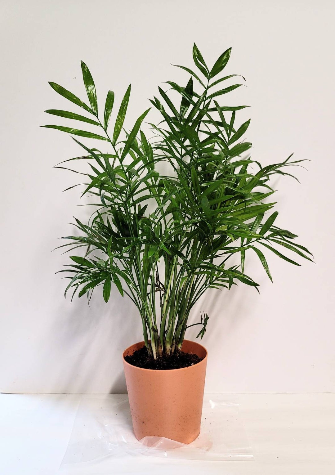 A 12 Inch Tall Pet Friendly Parlor Palm in a 4 Inch Plastic Pot. - Etsy