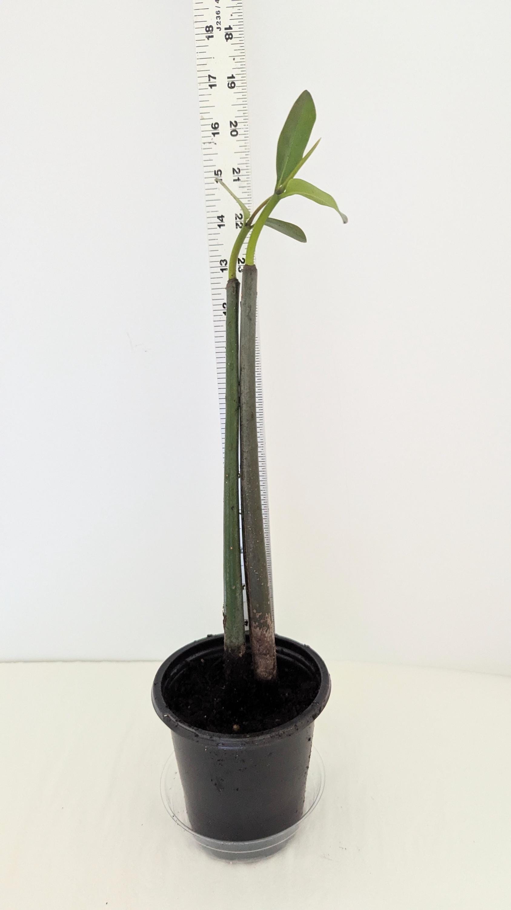Two Extra Tall Mangrove Plants With Roots (4 Inch Pot) No CA Shipping ...