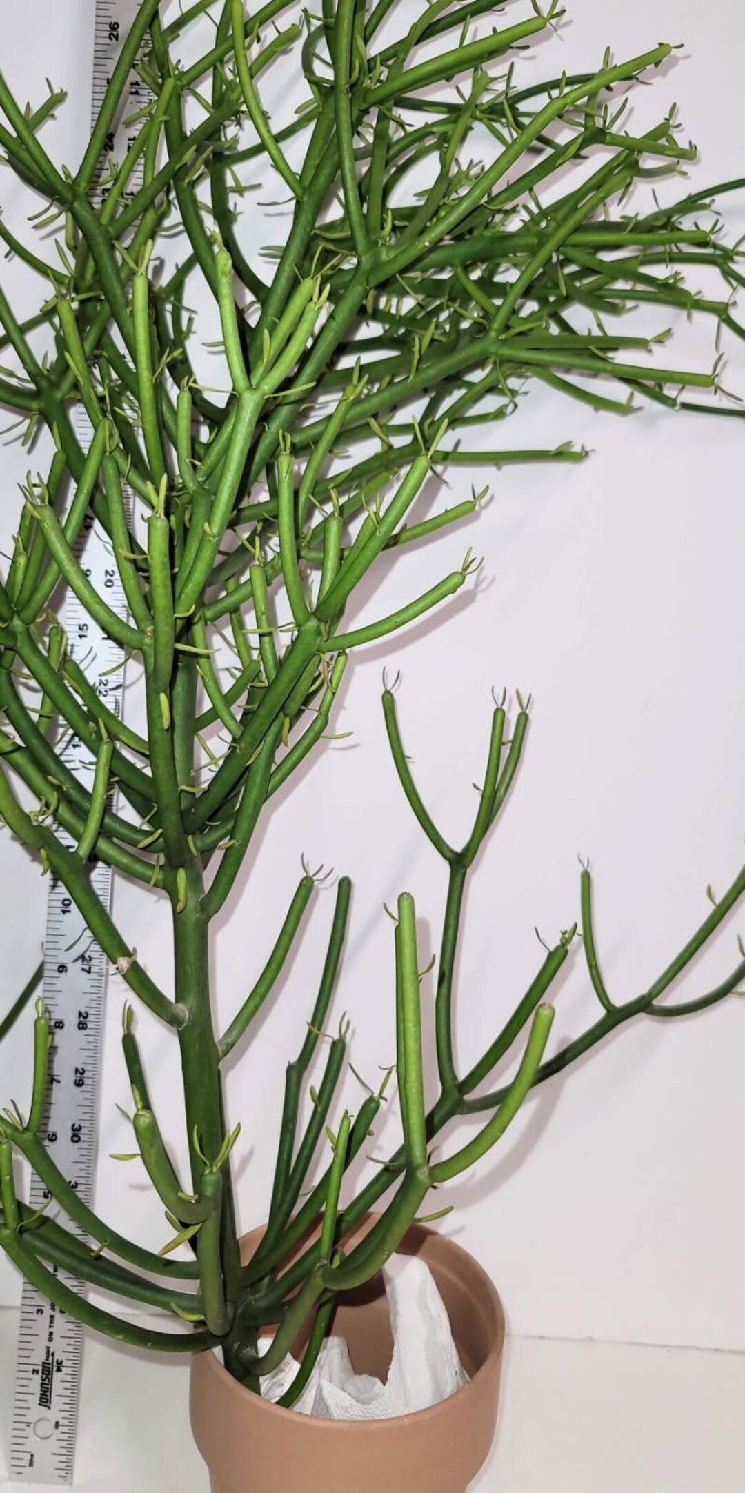Euphorbia Tirucalli Cutting(pencil Cactus, Stick Plant) With Transplant ...