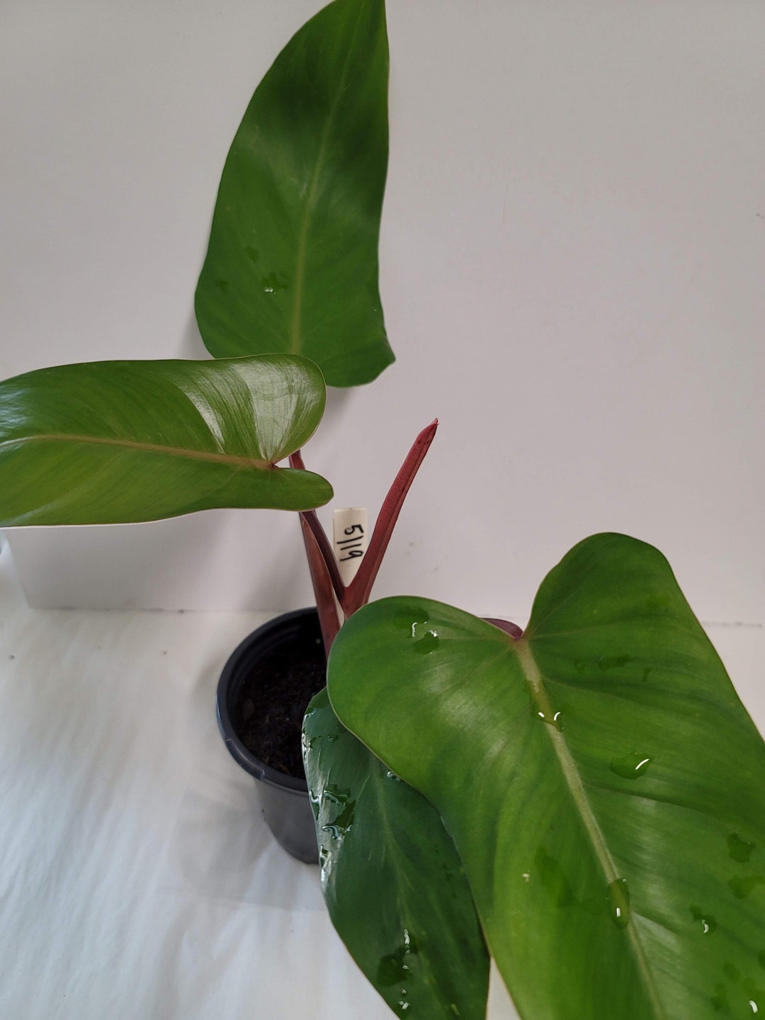A Philodendron Erubescens Red Emerald Plant in a Four Inch Pot. Plant ...