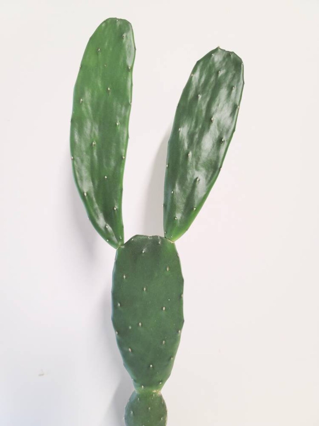 A Single Nopal With Offshoots.tall and Well-rooted, in a Four Inch Pot ...