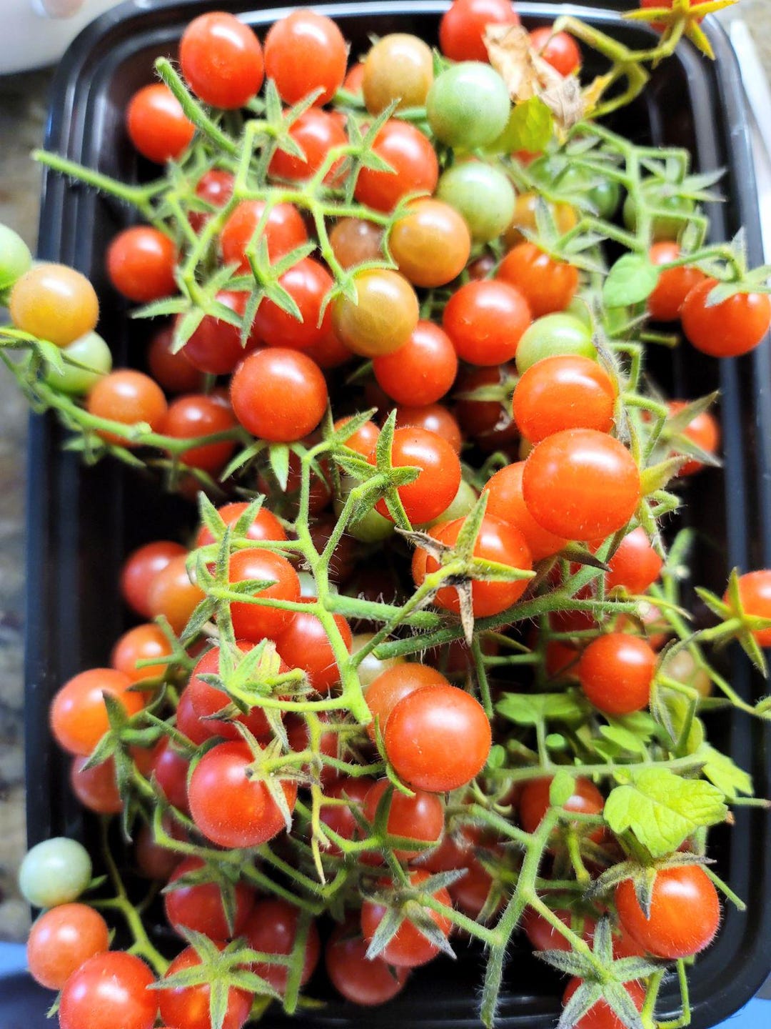 Two Florida Everglades Tomato SEEDLINGS in Two Inch Pots With Emeritus ...
