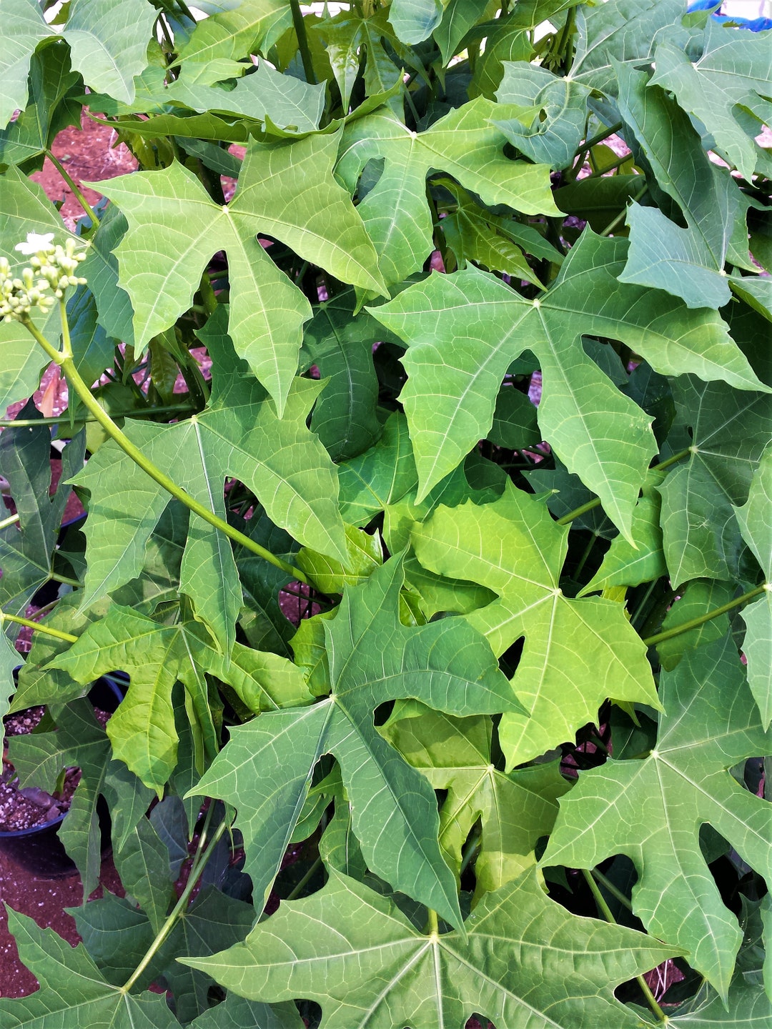 Chaya Cuttings freshly-cut 10 Inch Long-from a Certified Florida ...