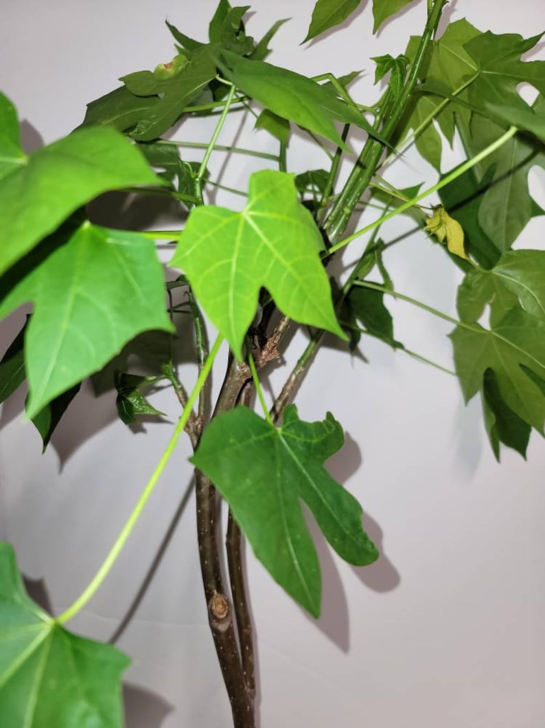 A Mature Chaya Plant Ready for the Garden. Sorry We Cannot Ship to ...