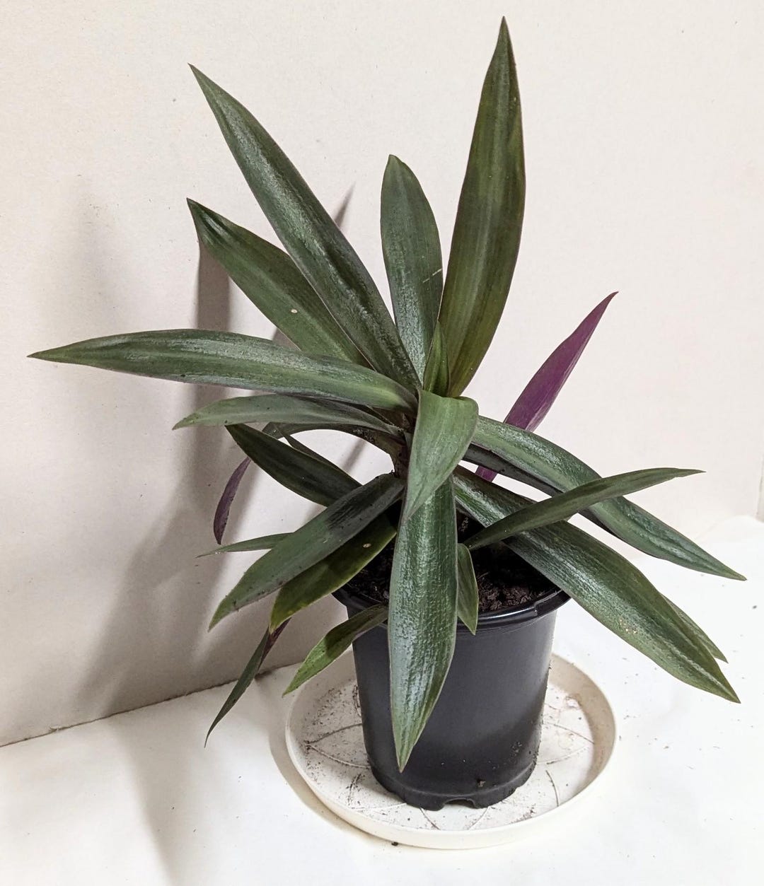 A Moses in the Cradle Oyster Plant in a Four Inch Pot by Emeritus ...