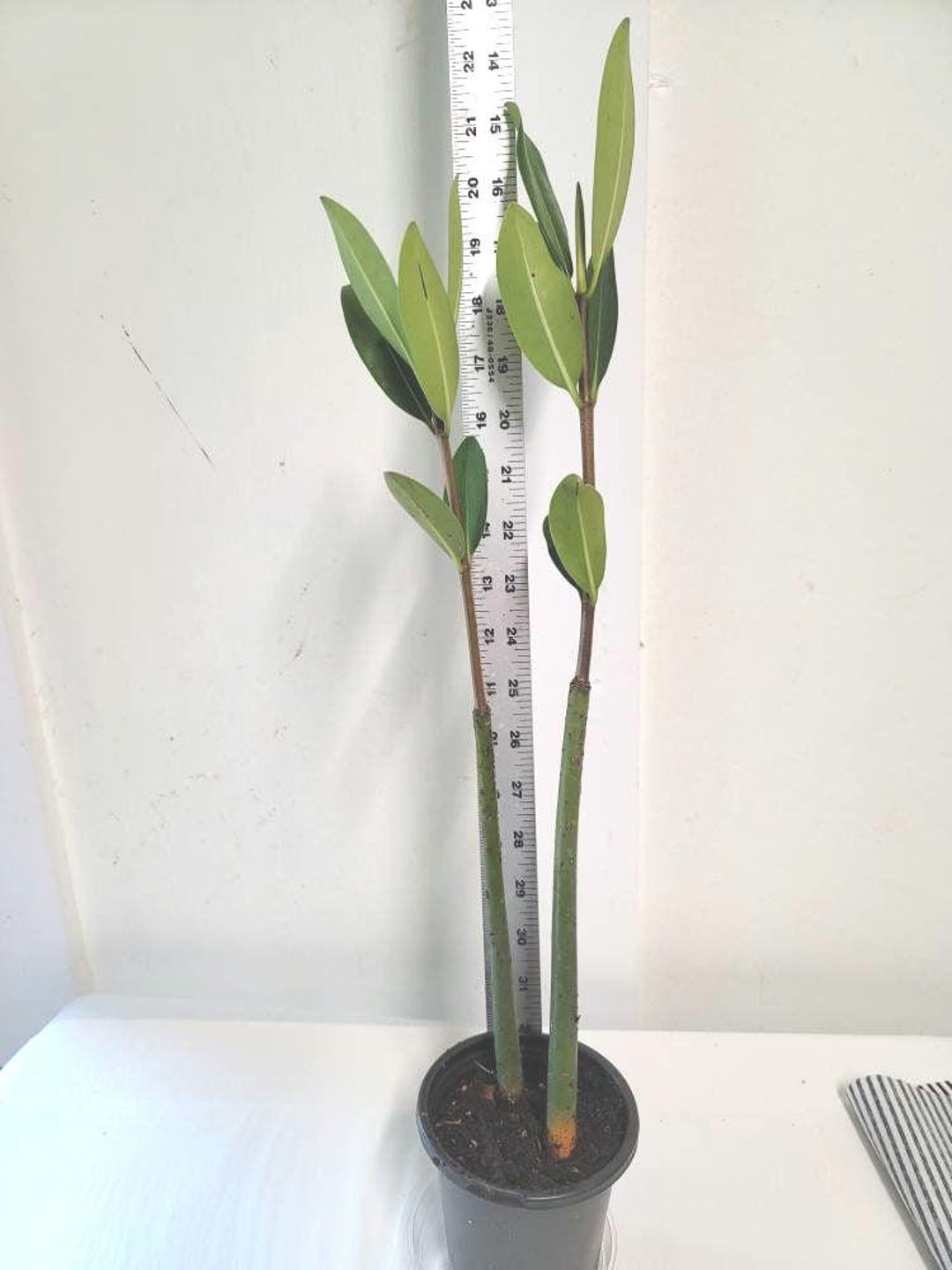 Two Extra Tall Mangrove Plants With Roots (4 Inch Pot) No CA Shipping ...