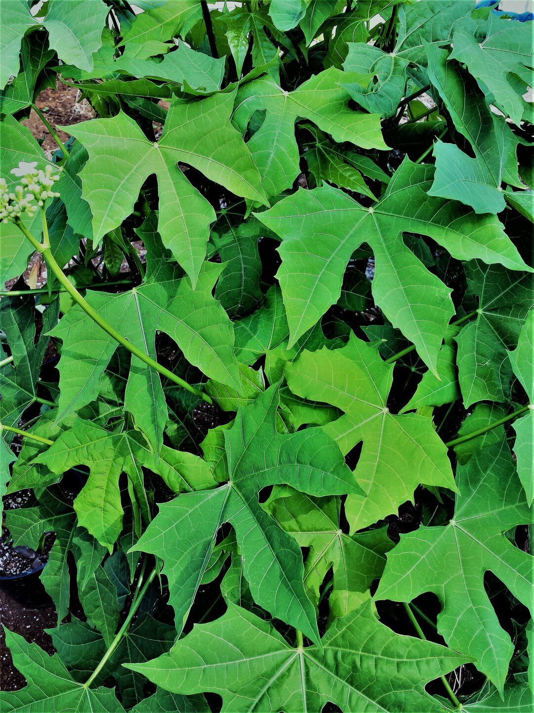 Healthy Chaya Plant Cuttings With Emeritus Gardens Plant Food and Chaya ...