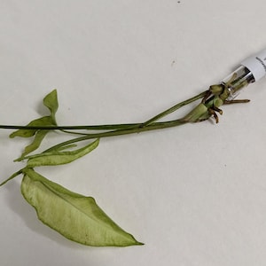 Organic Rooted Plant Cuttings: Ship Carefully Wrapped With Cuttings ...