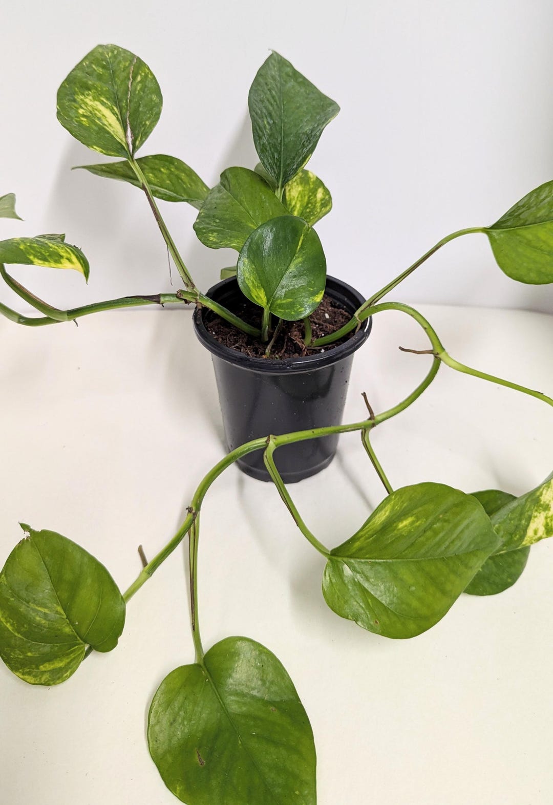 A Well-rooted Pothos Plant in a 4.5 Inch Pot With Plant Food and Care ...