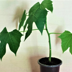 Healthy Chaya Plant Cuttings With Emeritus Gardens Plant Food and Chaya ...