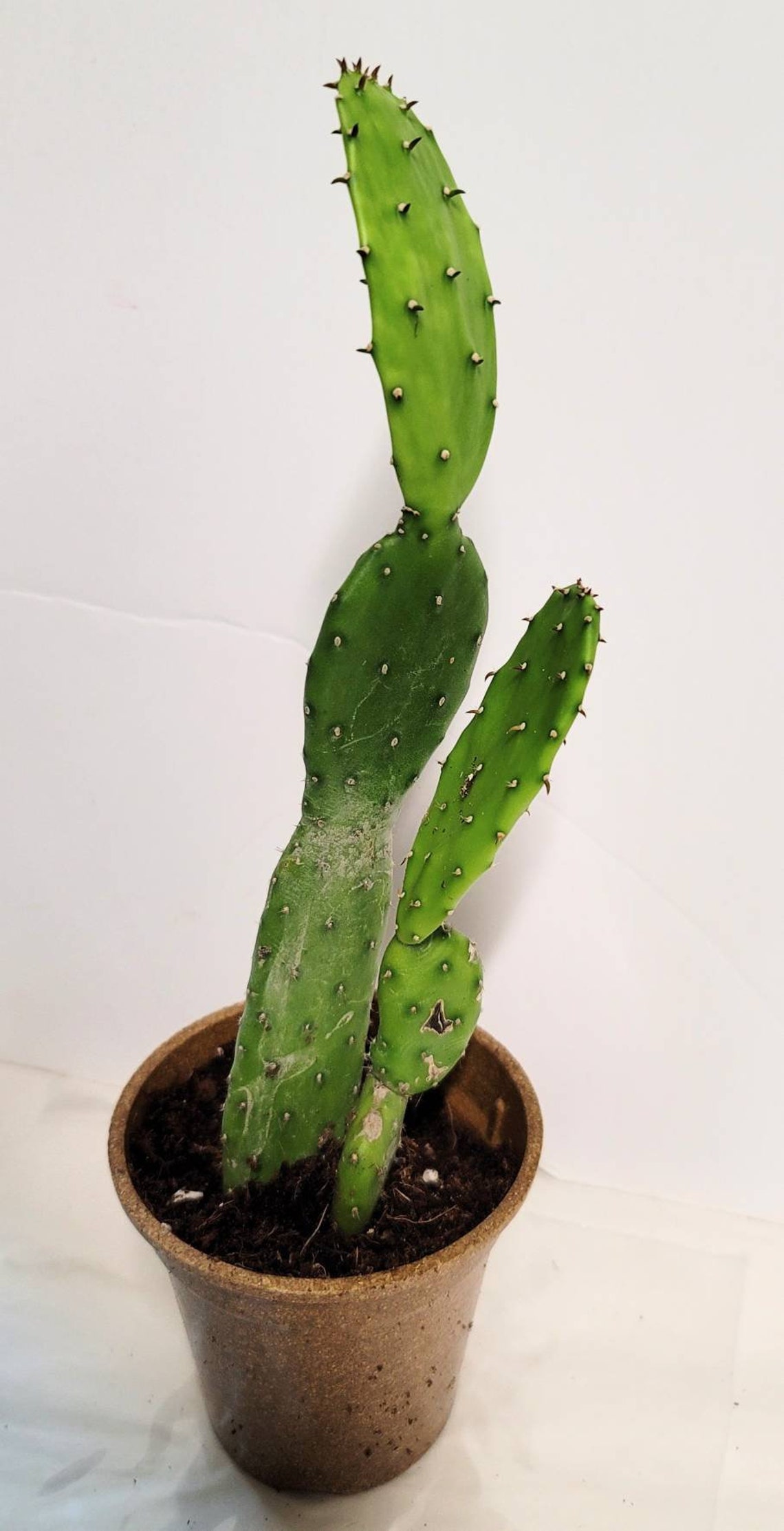 A tall Nopal plant with good deep roots In a four inch pot - Etsy.de