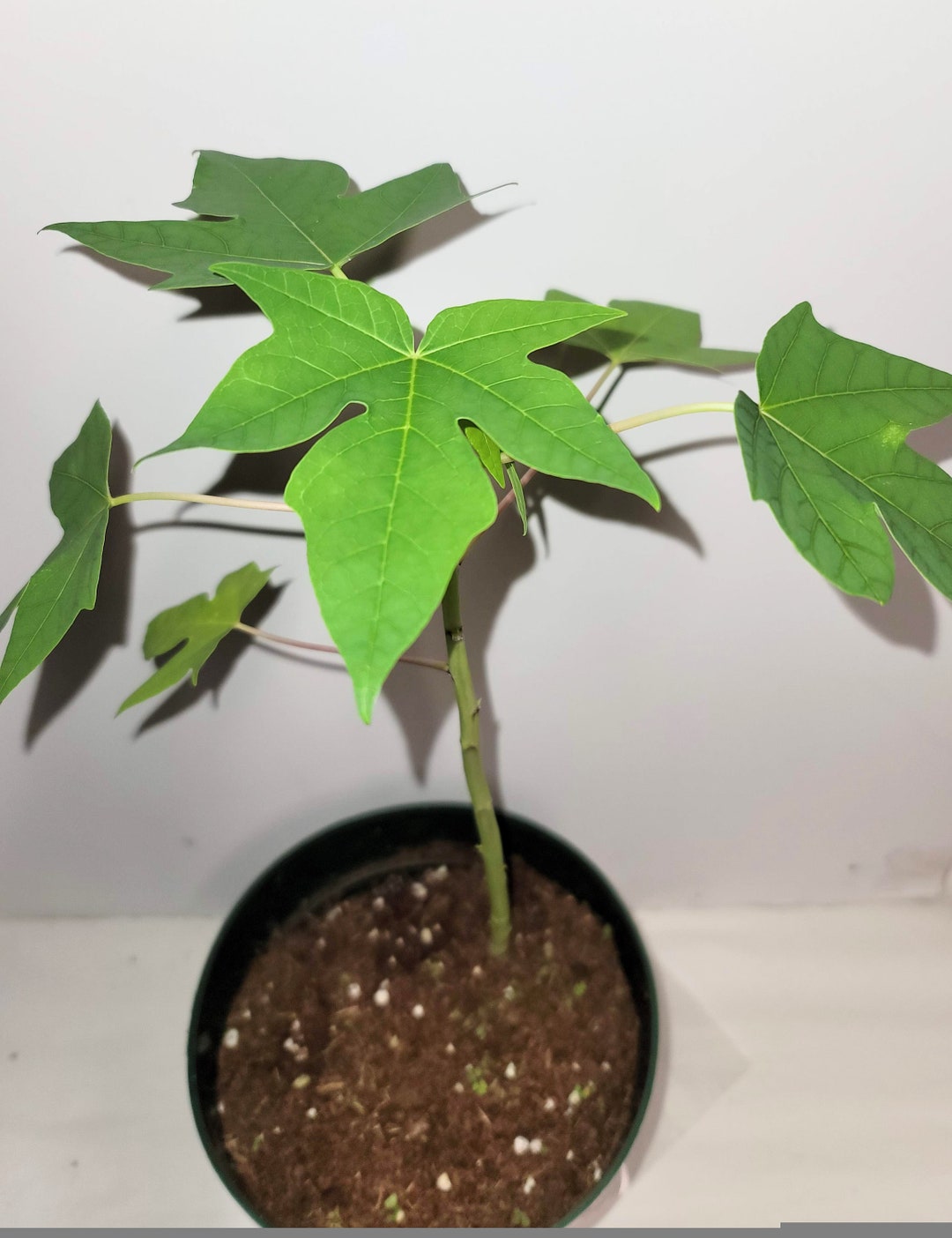 Organic Chaya Plant in 4-inch Pot With Care Guide & Plant Food - Etsy