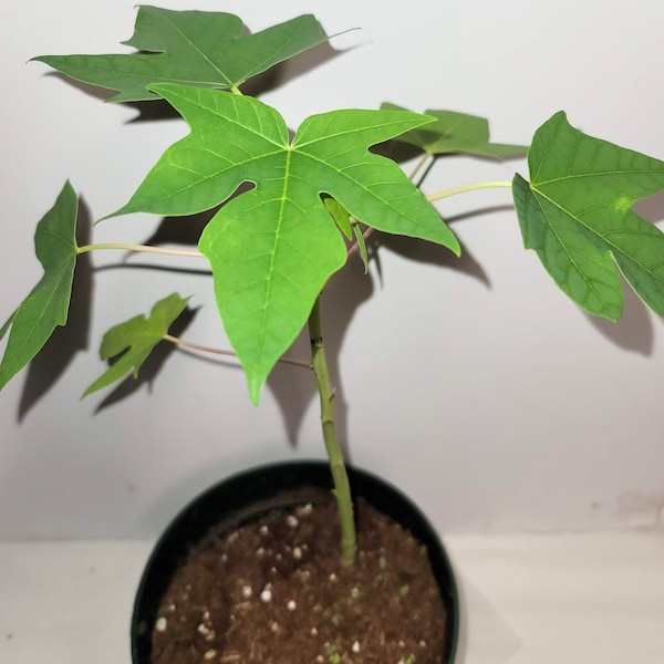 Chayote Plant - Etsy