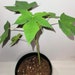 Chaya Plant Cutting: Rooted Cuttings Ship in Four Inch Pots. - Etsy