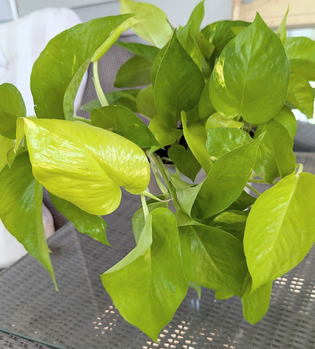 A Neon Pothos Plant in a 4 Inch Diameter Plastic Pot. Plant Food, and ...