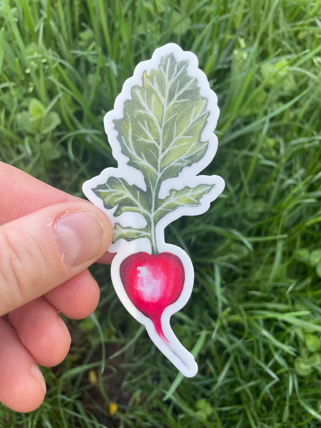 Beet Sticker: Waterproof Vinyl Decal for Laptop or Water Bottle (4x1.5 ...