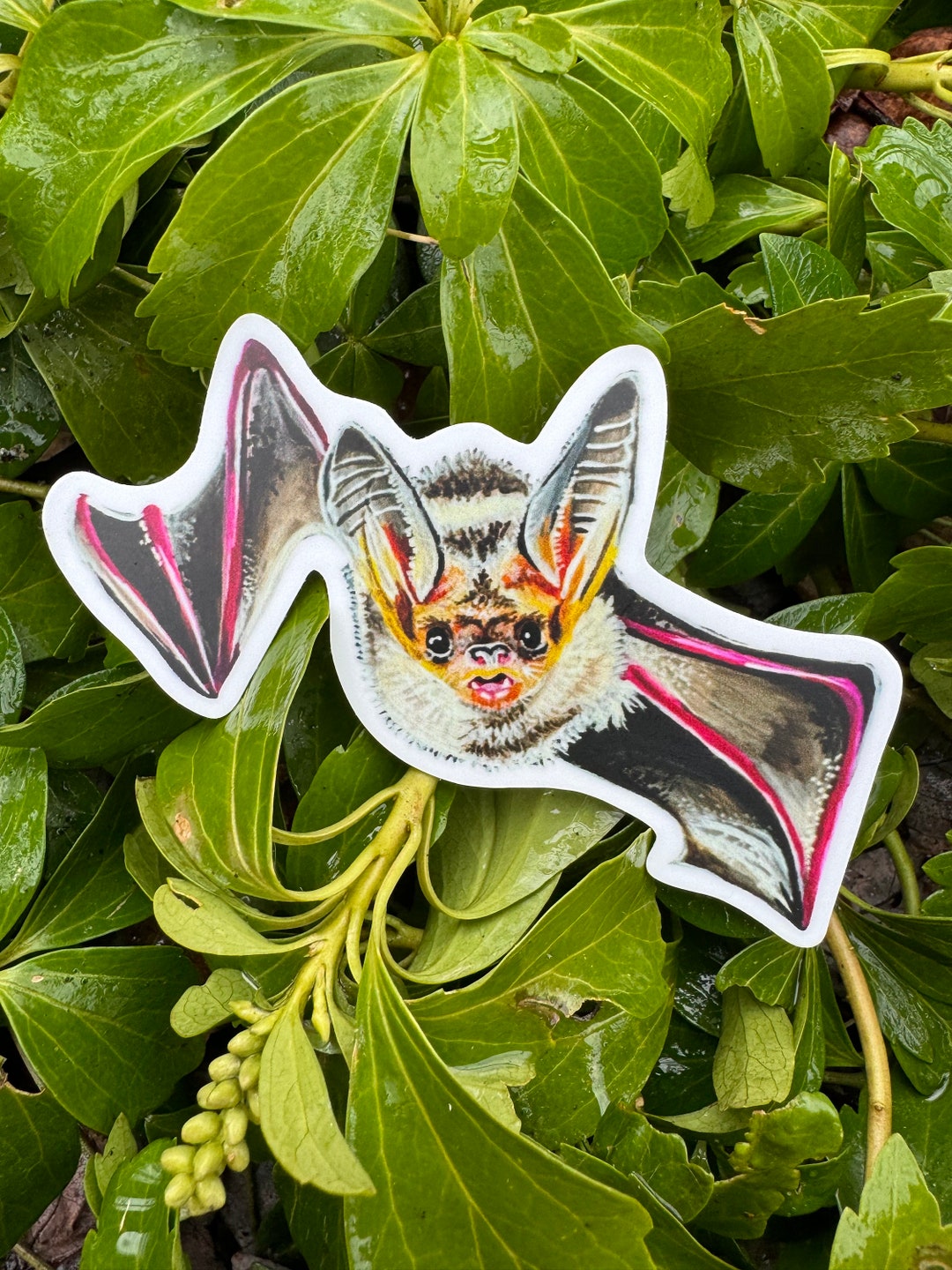 Pallid Bat Sticker: 2x4" Waterproof Vinyl Decal - Etsy