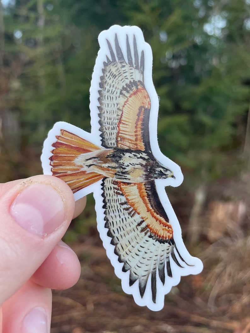 1x3 Red Tailed Hawk Sticker Water Bottle Sticker - Etsy