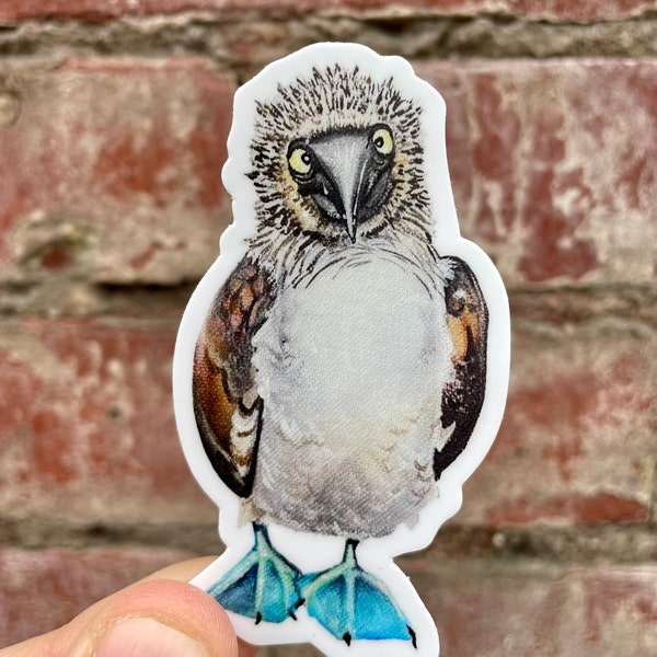 Blue Footed Booby - Etsy