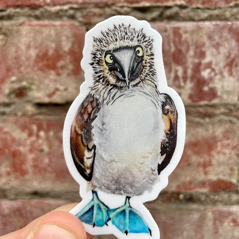 Blue Footed Booby - Etsy
