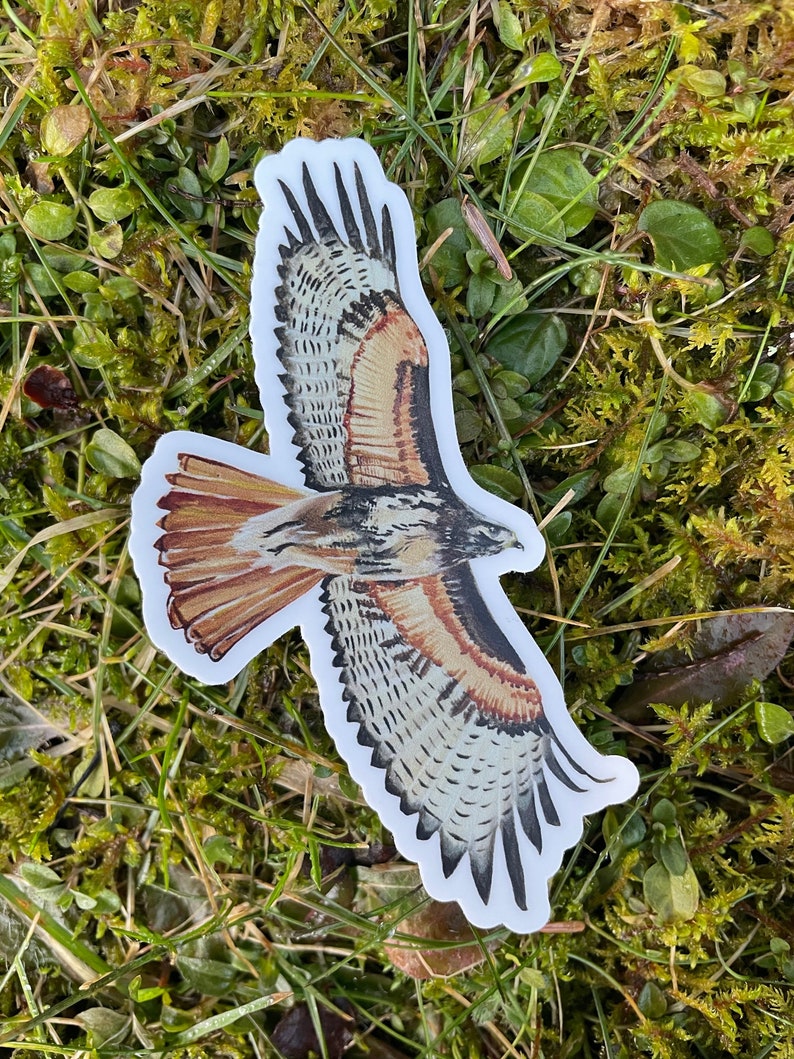 1x3 Red Tailed Hawk Sticker water bottle sticker | Etsy