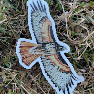 1x3" Red Tailed Hawk Sticker, Water Bottle Sticker, Waterproof, Vermont ...