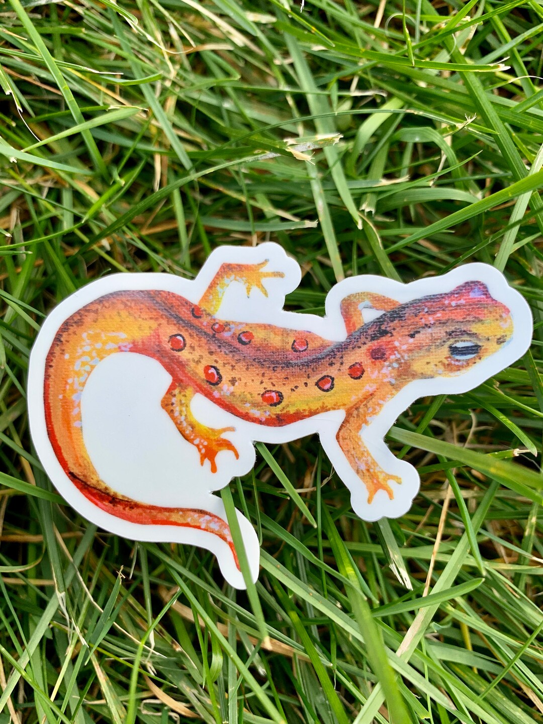 3x1" Red Eft Waterproof Sticker, Vinyl Sticker, Vermont Gifts, Wildlife ...