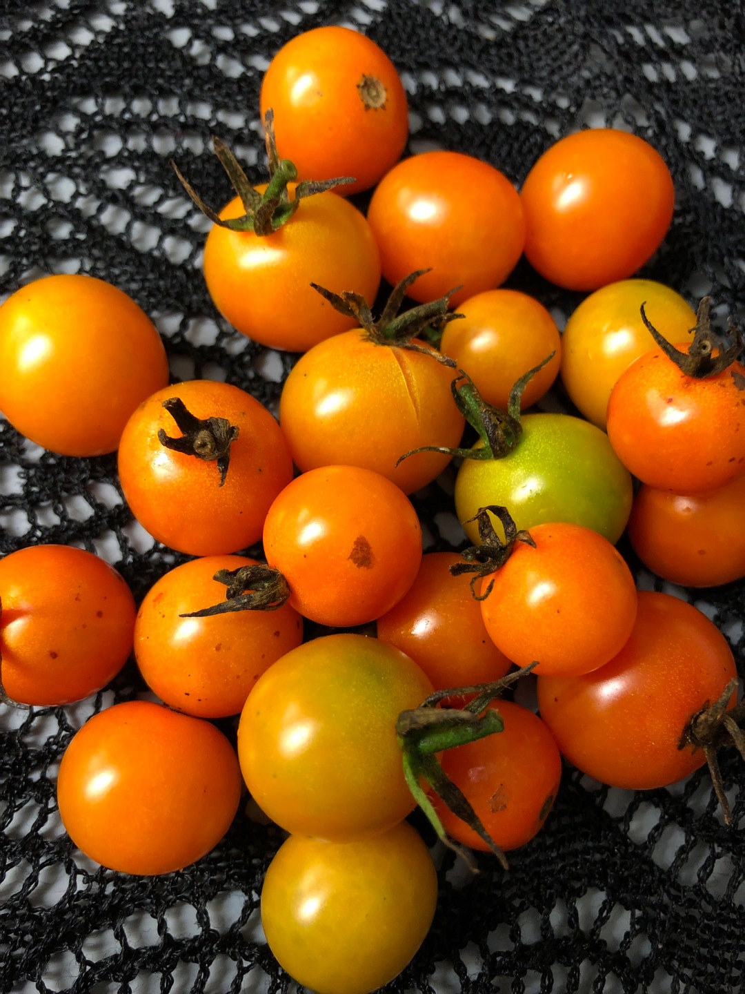 Sun Sugar Sweet Tomato live plants homegrown, hand picked seeds-2 live ...