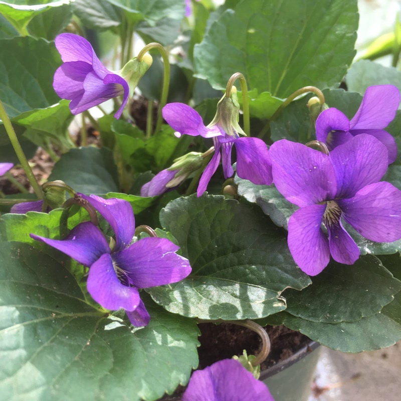 Trailing African Violet - Etsy