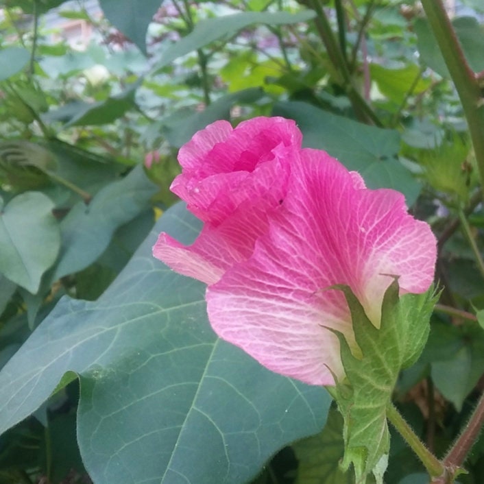 Cotton Seeds Pink