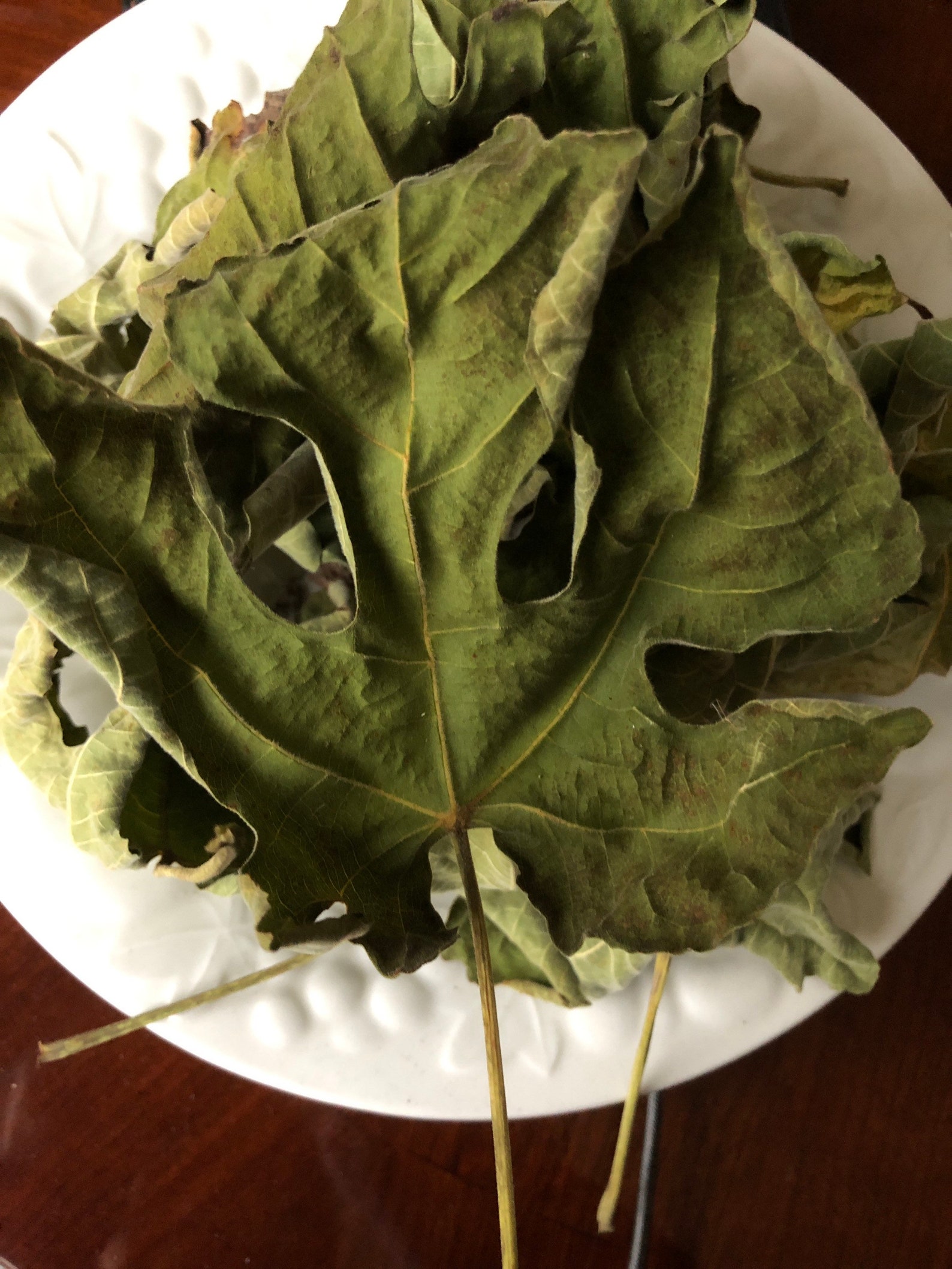 Dry Fig Leaves - Organically Grown, No Preservatives, Air Dry, Many ...